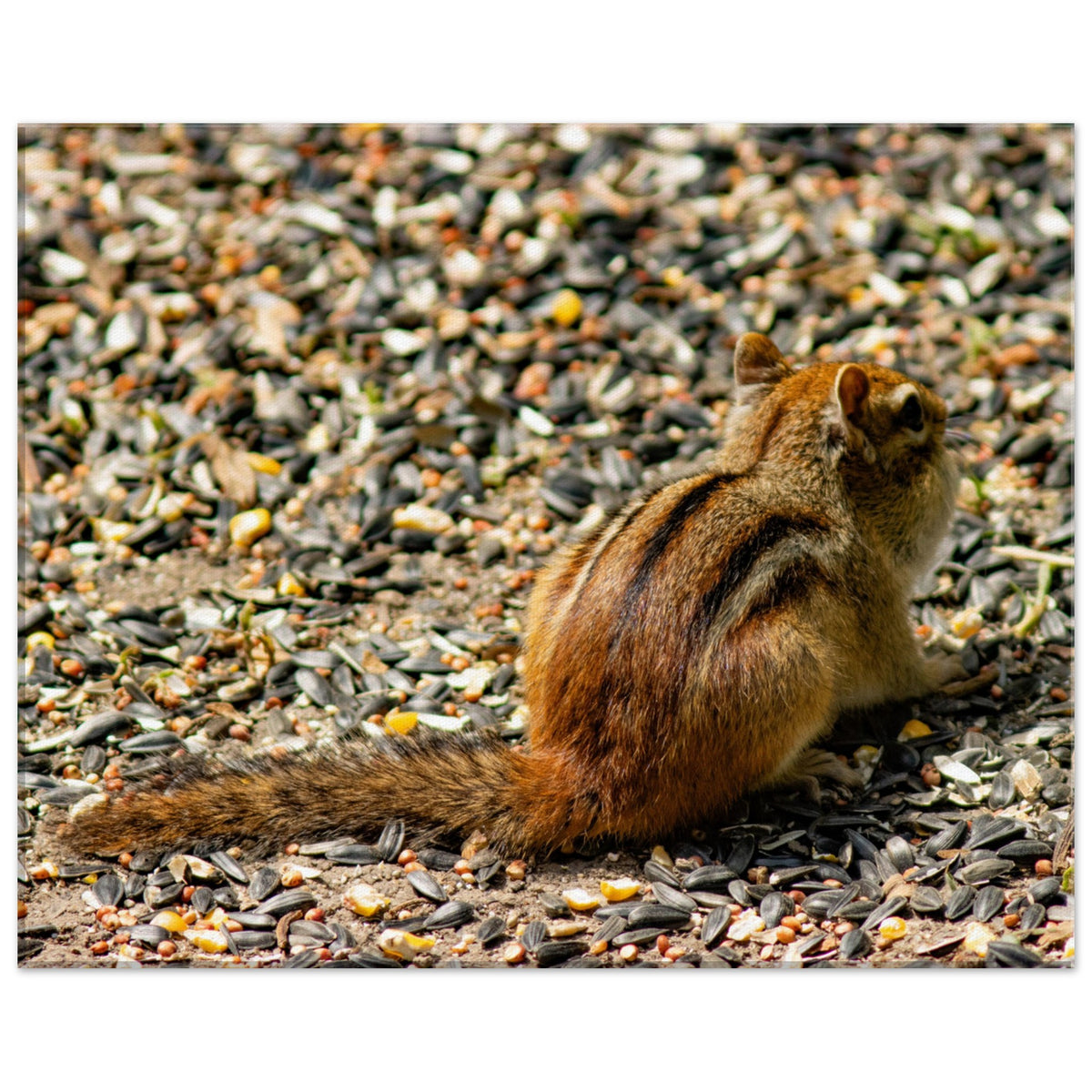 Chipmunk in Seeds – AstroEscapes
